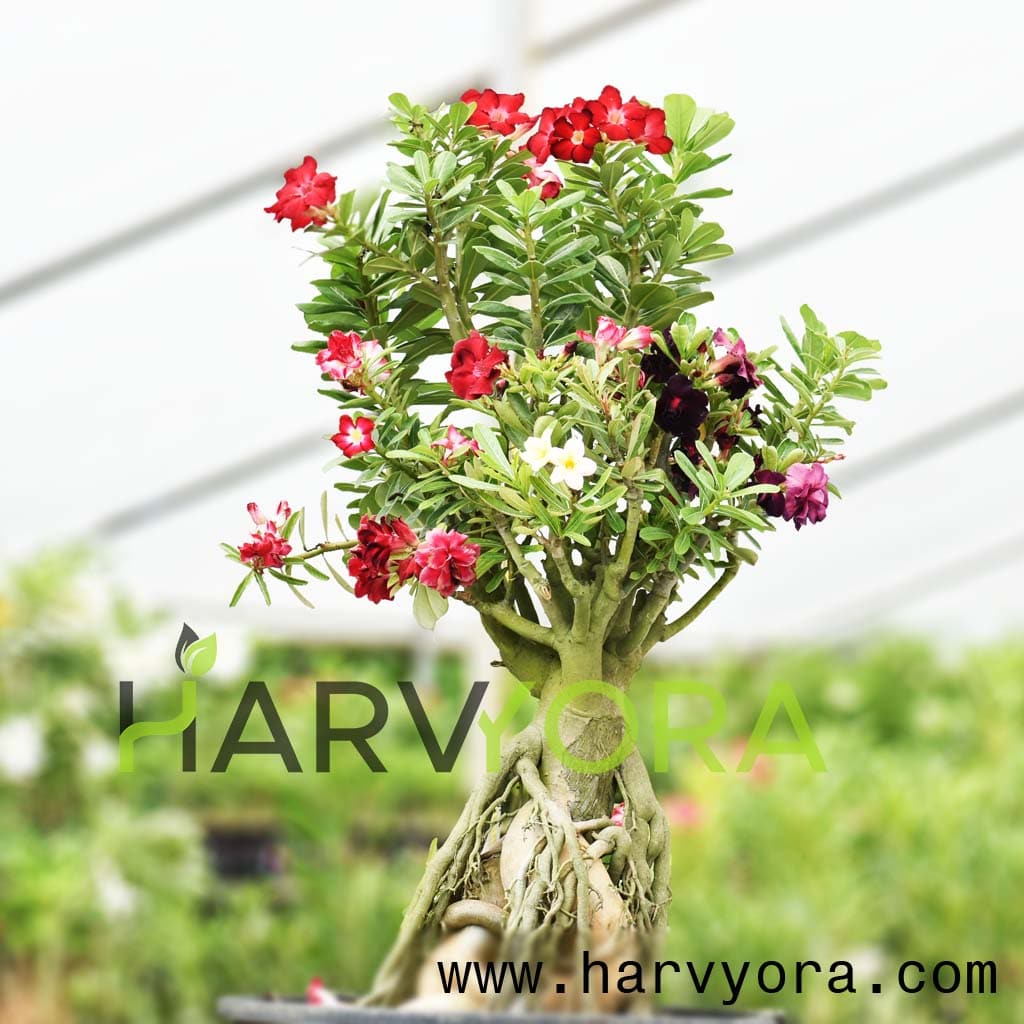 HOW TO CARE FOR ADENIUM PLANTS – Plantearthy