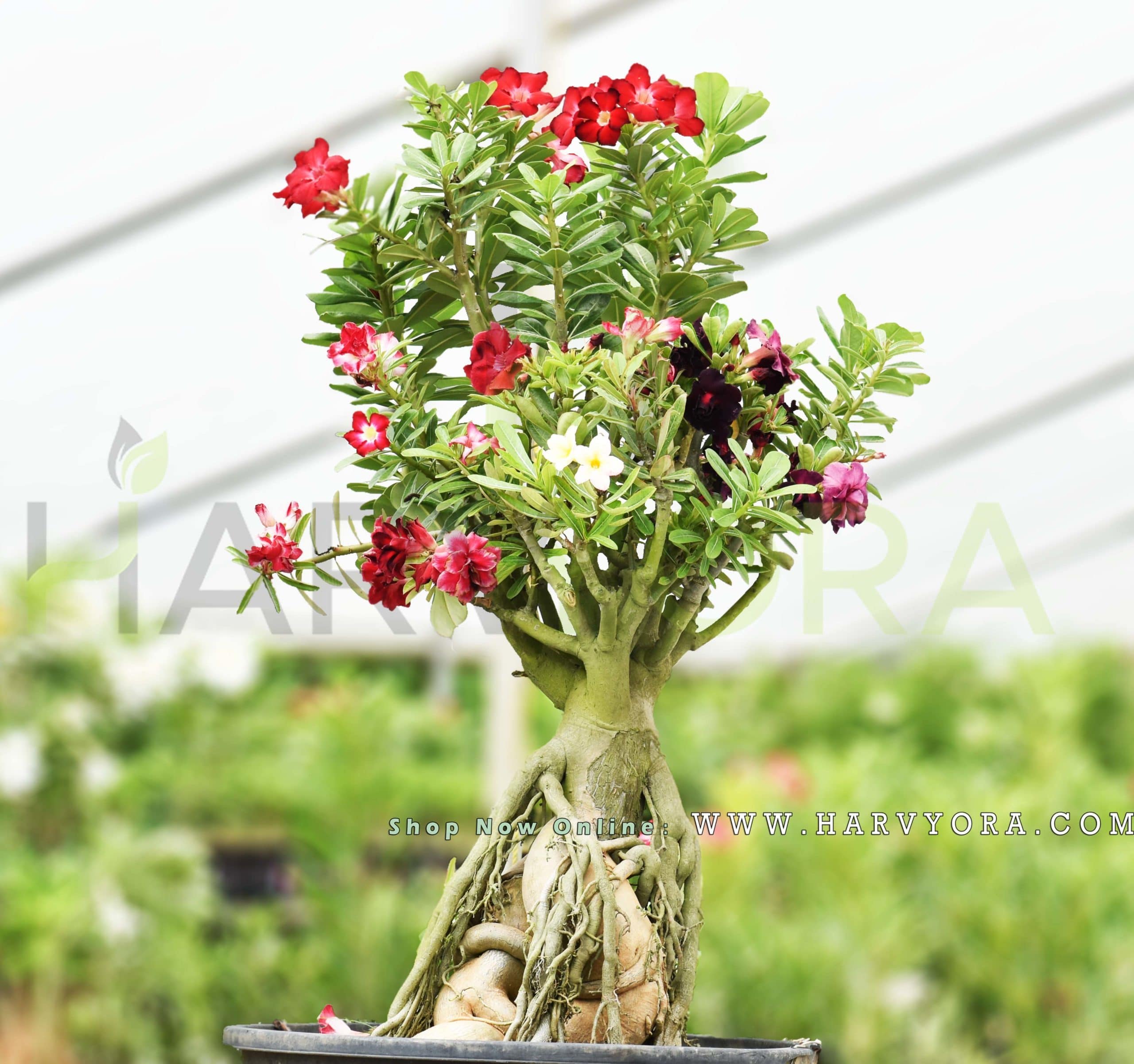 Multi Grafted 23 Years Old Adenium with Flowers and Pot – Plantearthy