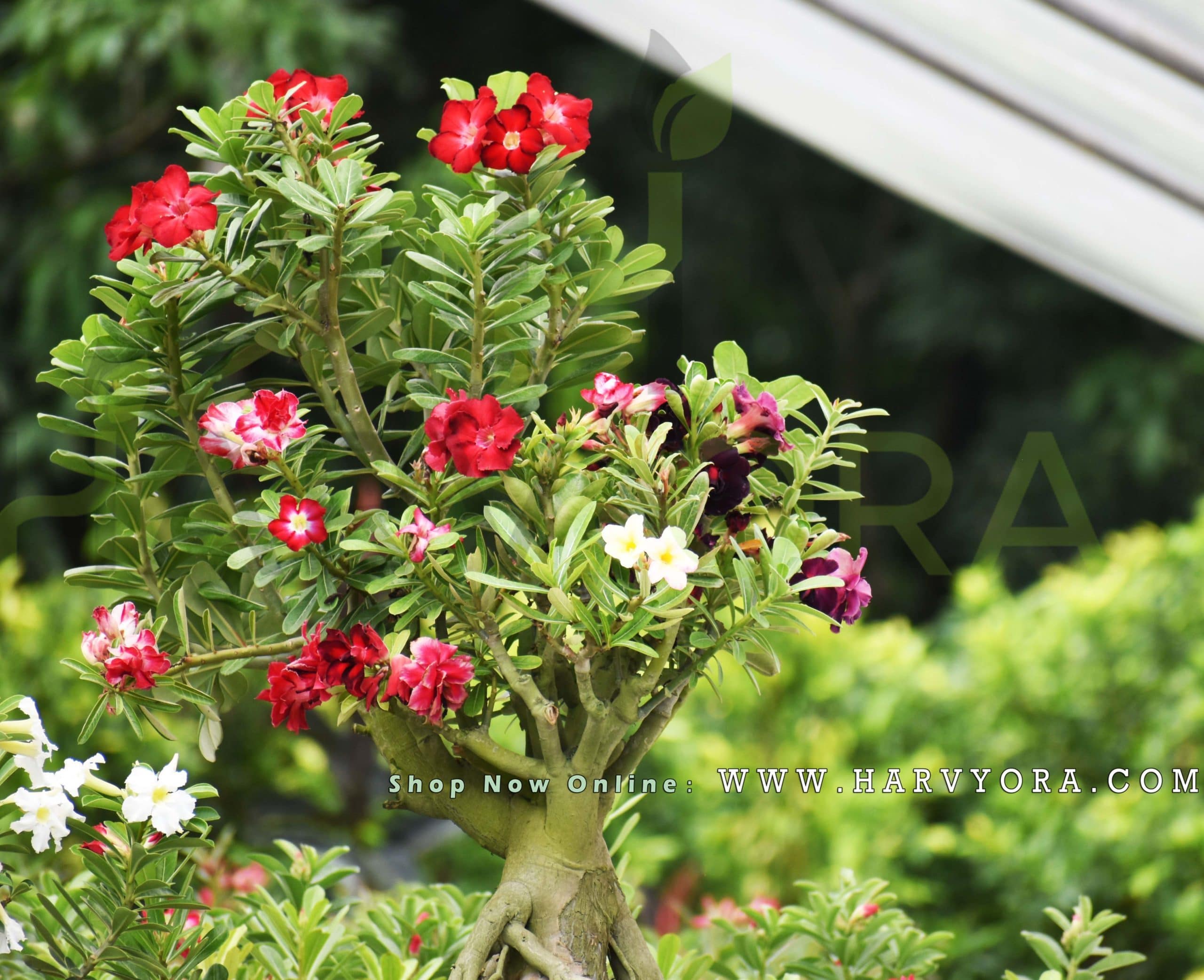 Multi Grafted 23 Years Old Adenium with Flowers and Pot – Plantearthy